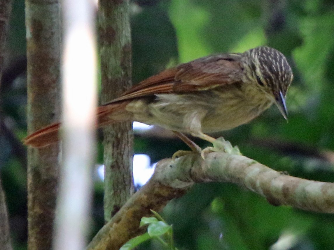 Chestnut-winged Hookbill - eBird
