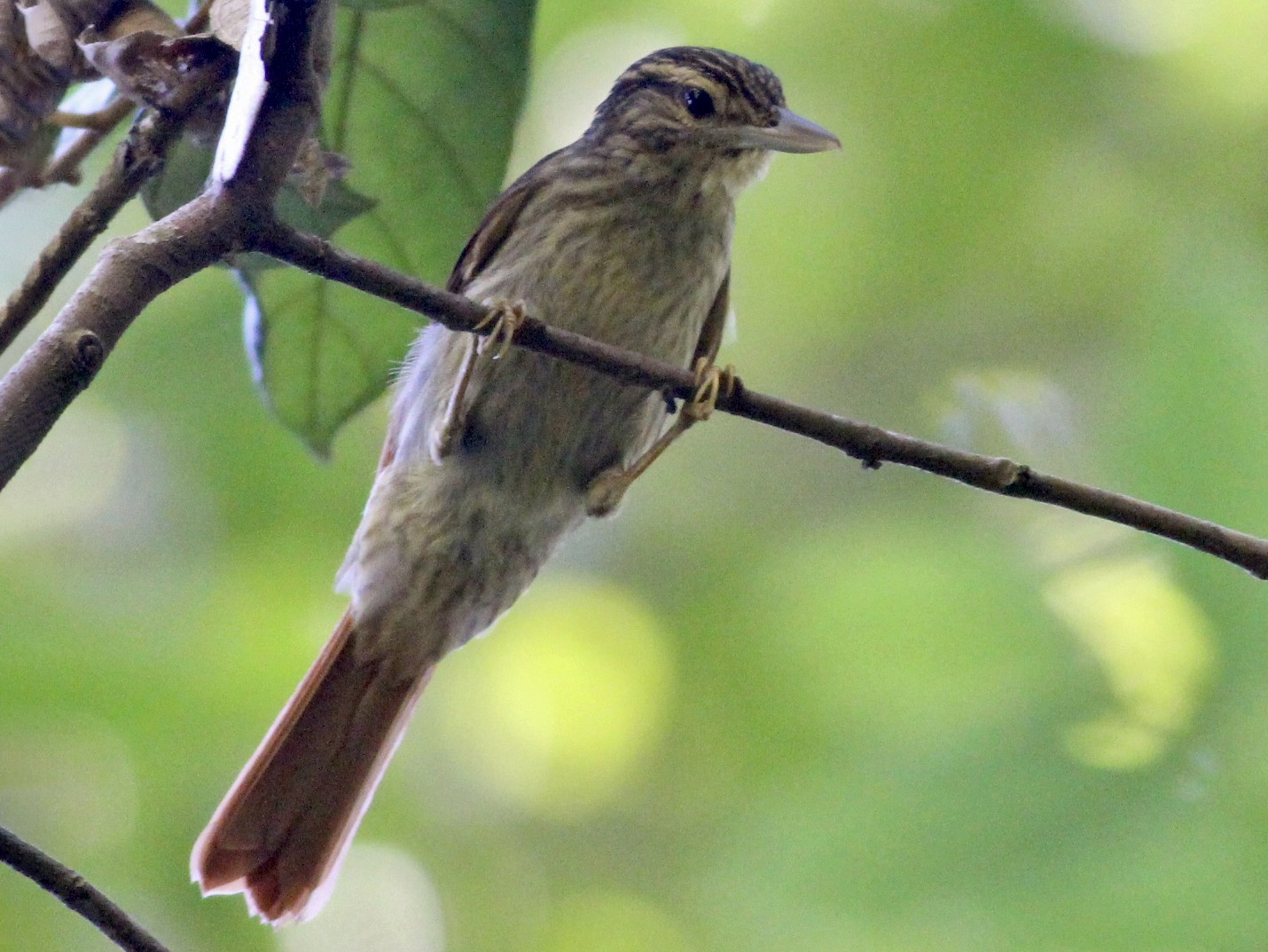 Chestnut-winged Hookbill - eBird