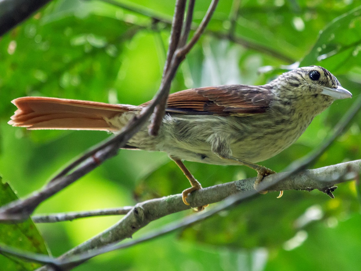 Chestnut-winged Hookbill - Ancistrops strigilatus - Birds of the World