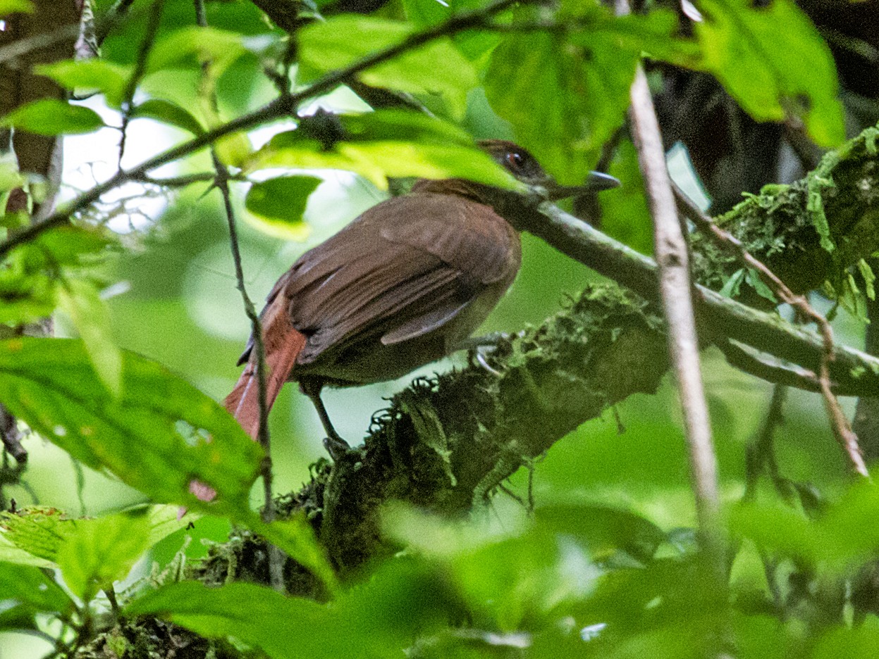 Ticotico Pardo - eBird