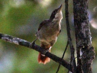 Olive-backed Foliage-gleaner - eBird