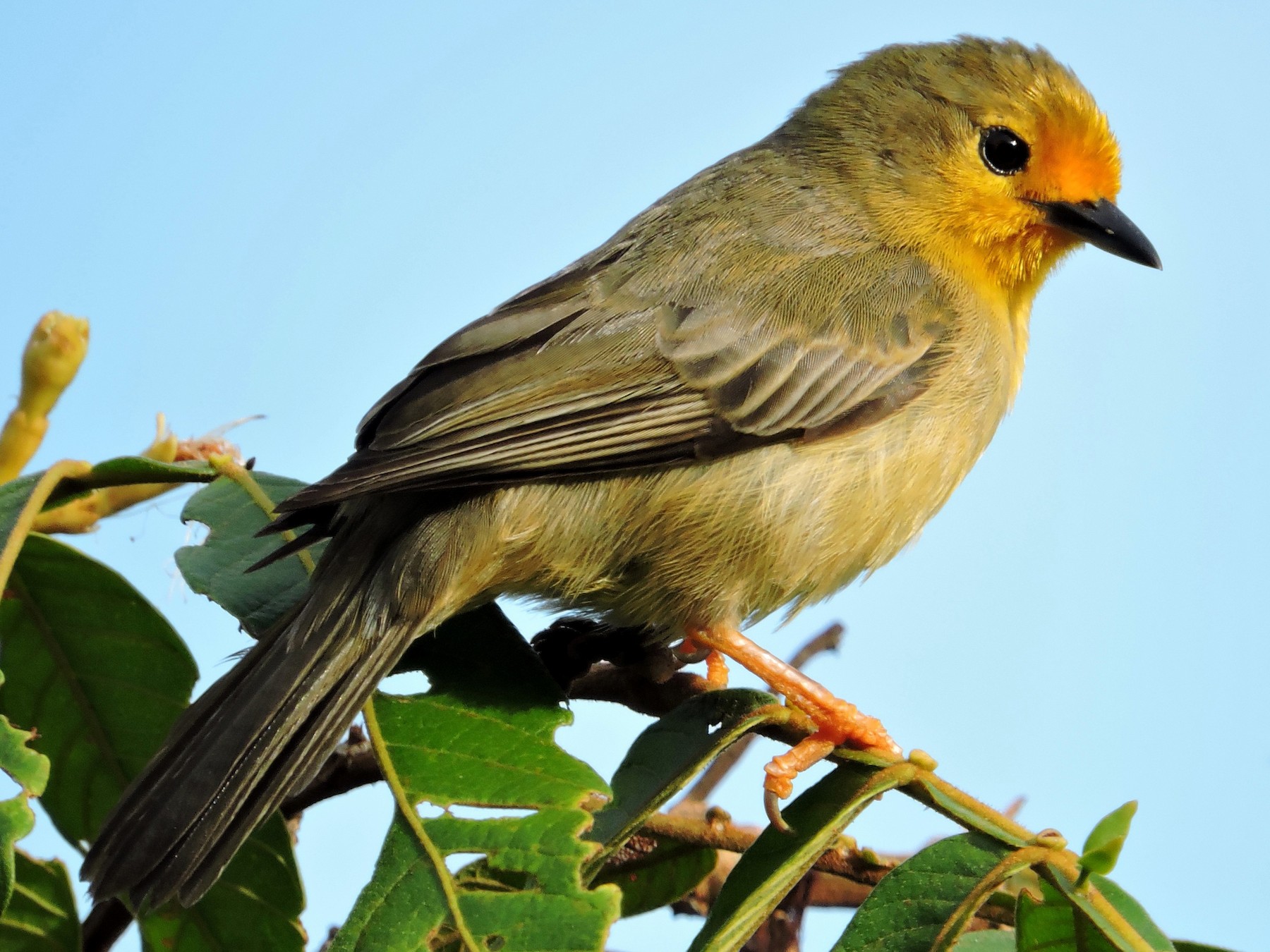 Orange-fronted Plushcrown - eBird