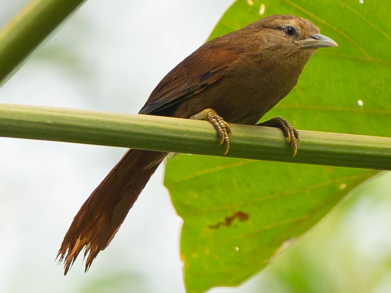 Plain Softtail - eBird
