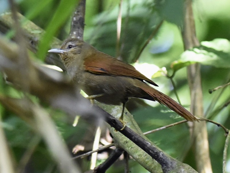 Plain Softtail - eBird