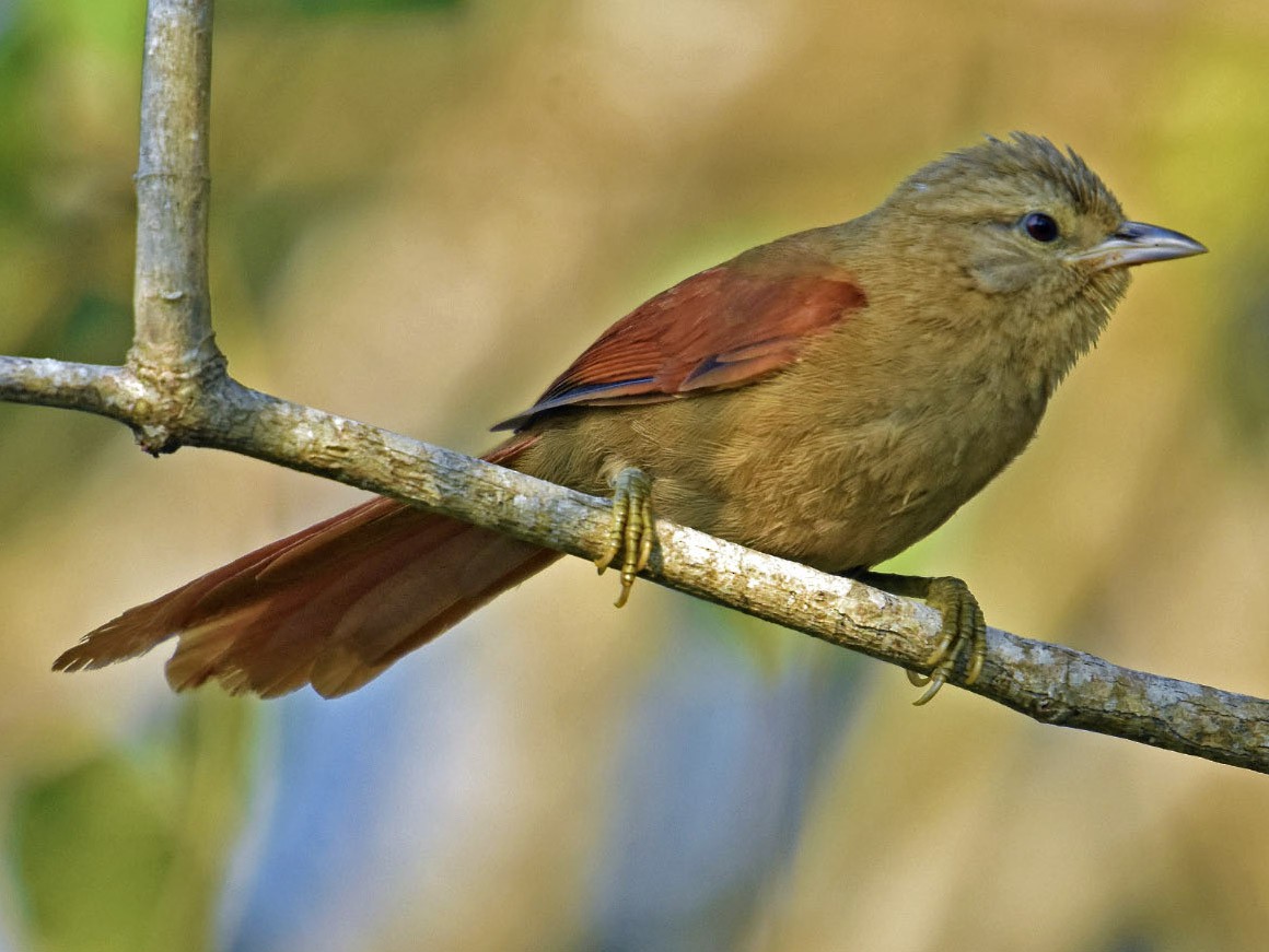 Plain Softtail - Thripophaga fusciceps - Birds of the World