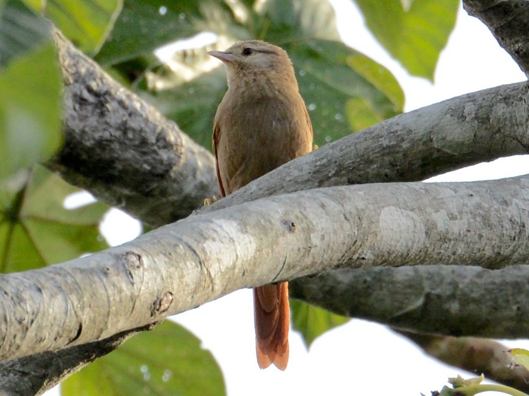 Plain Softtail - eBird