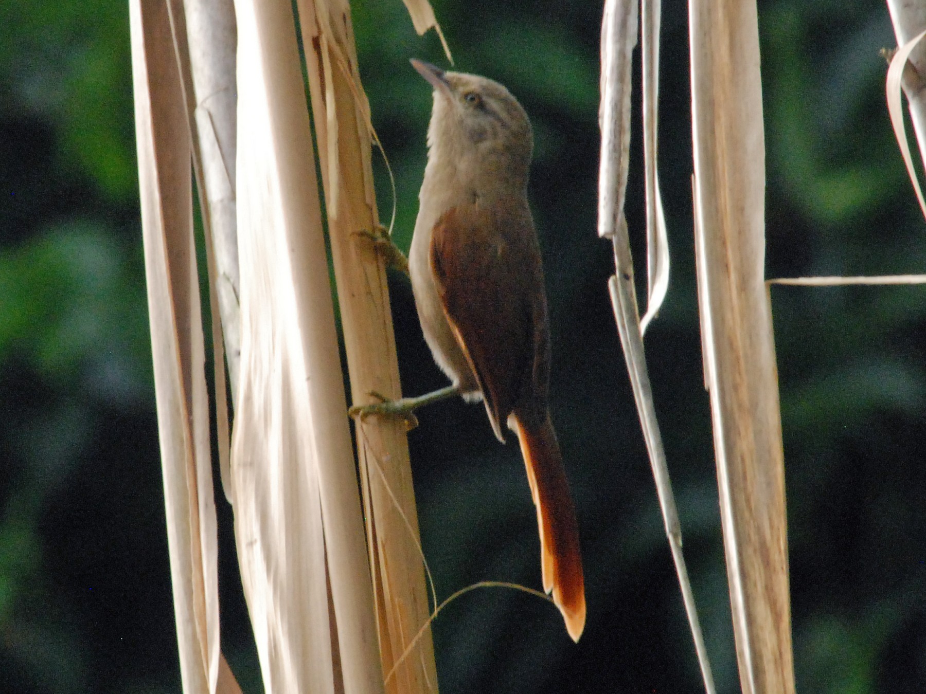 Synallaxe terne - eBird