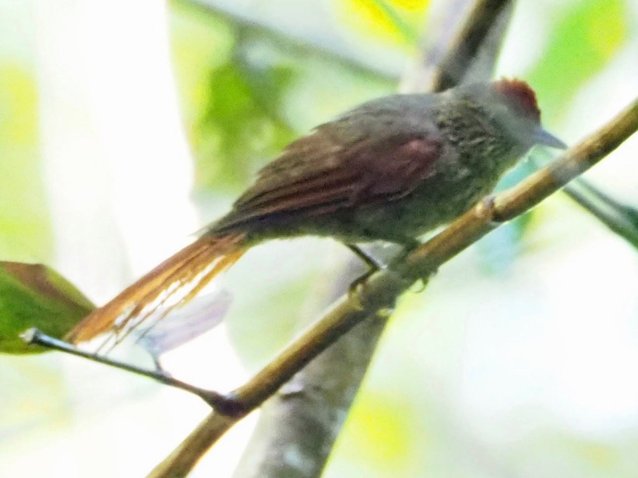 Speckled Spinetail - eBird