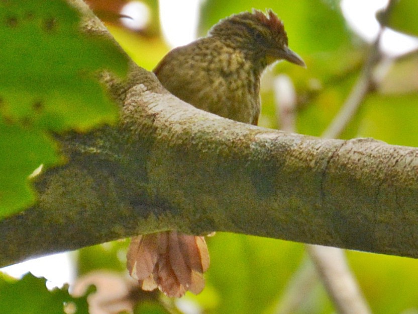 Curutié Jaspeado - eBird