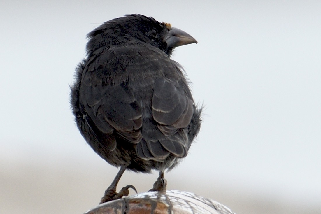 eBird Checklist - 27 Jun 2019 - Santa Cruz--Puerto Ayora - 7 species