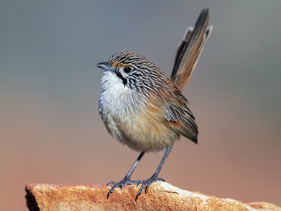 Opalton Grasswren - eBird