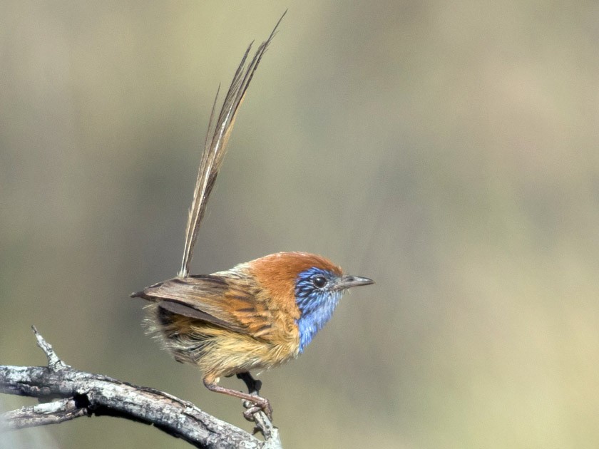 Rufous-crowned Emu-wren - eBird