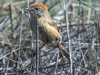 Rufous-crowned Emuwren - eBird