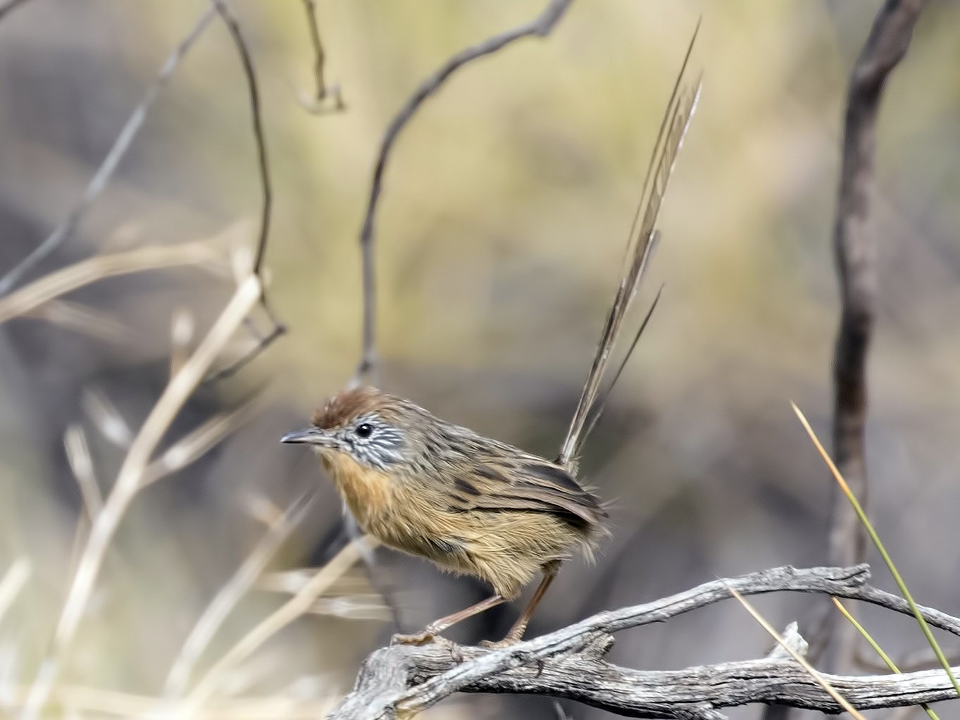 Mallee Emu-wren - eBird