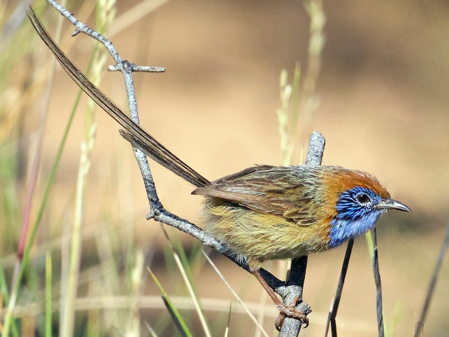 Mallee Emu-wren - eBird