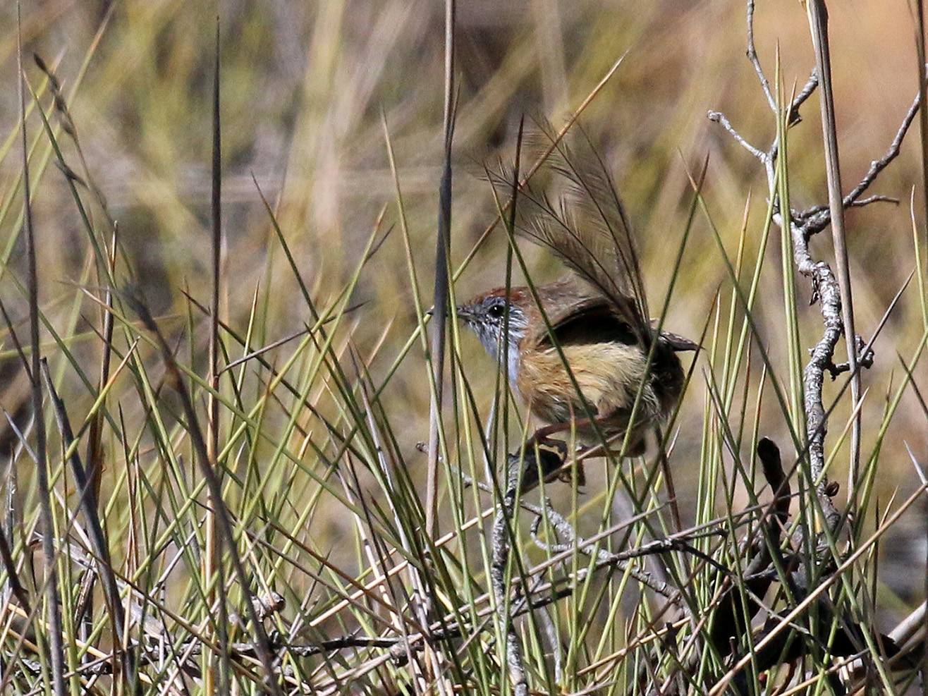 Mallee Emuwren - eBird