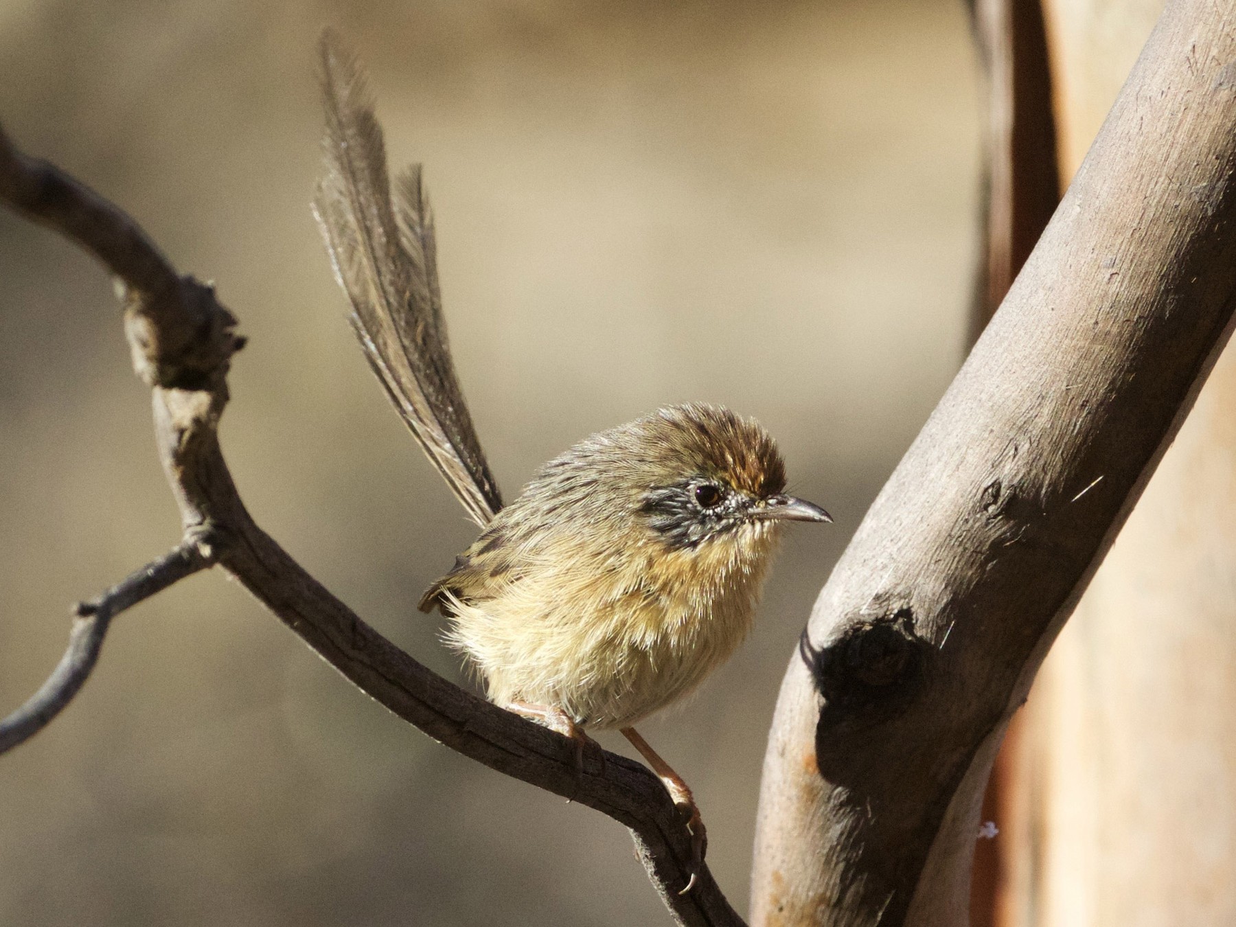 Mallee Emu-wren - eBird