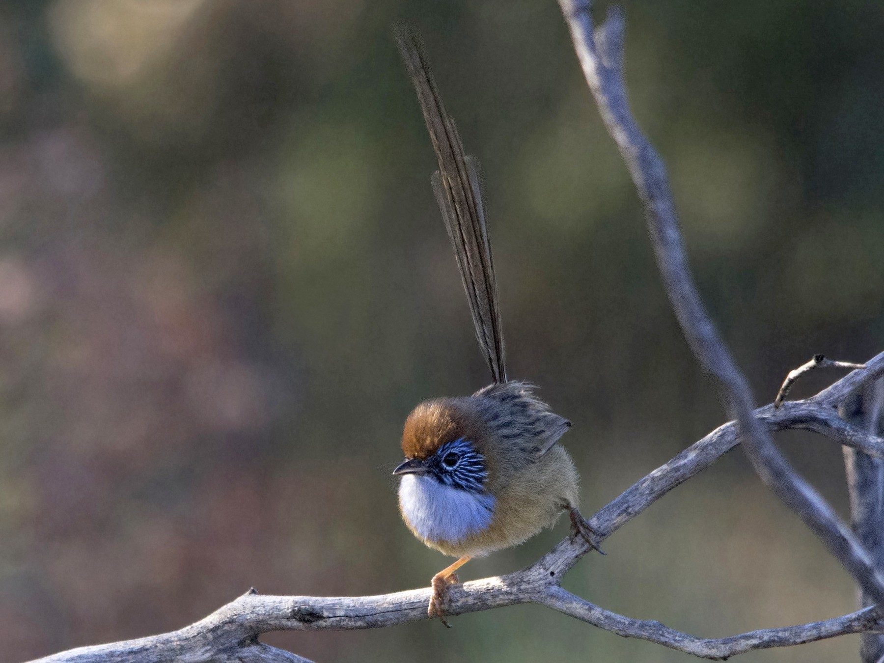 Mallee Emuwren - eBird