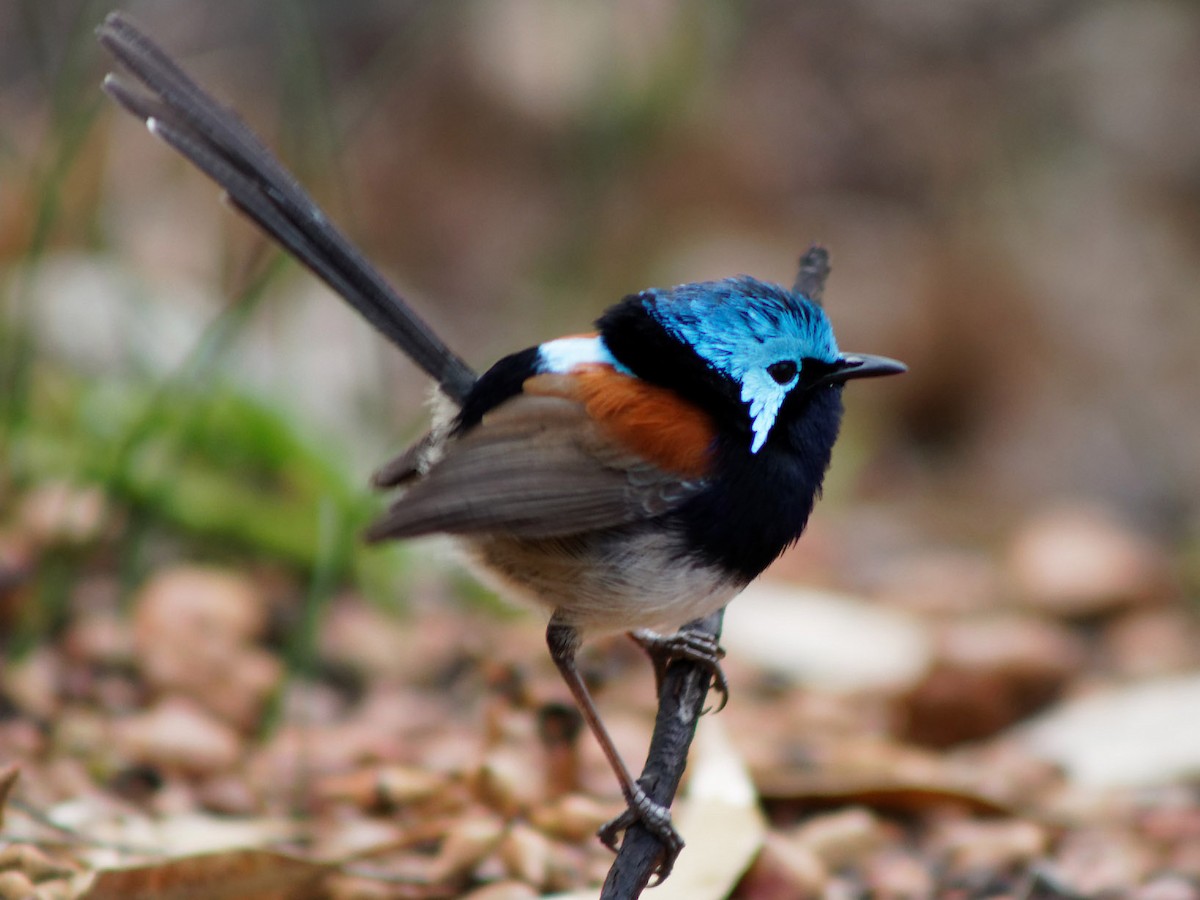 Red-winged Fairywren - Malurus elegans - Birds of the World