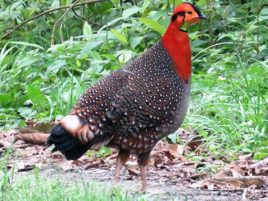 Blyth's Tragopan - eBird
