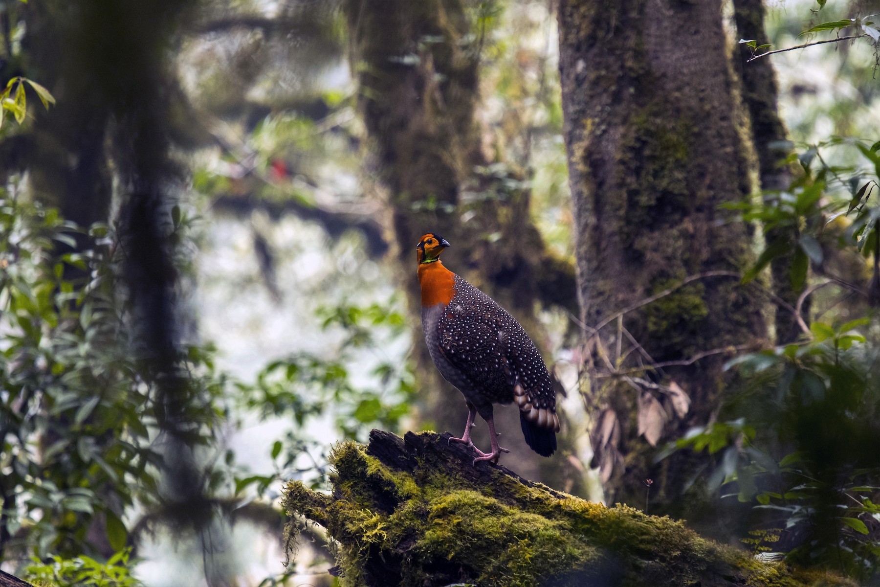 Blyth's Tragopan - eBird