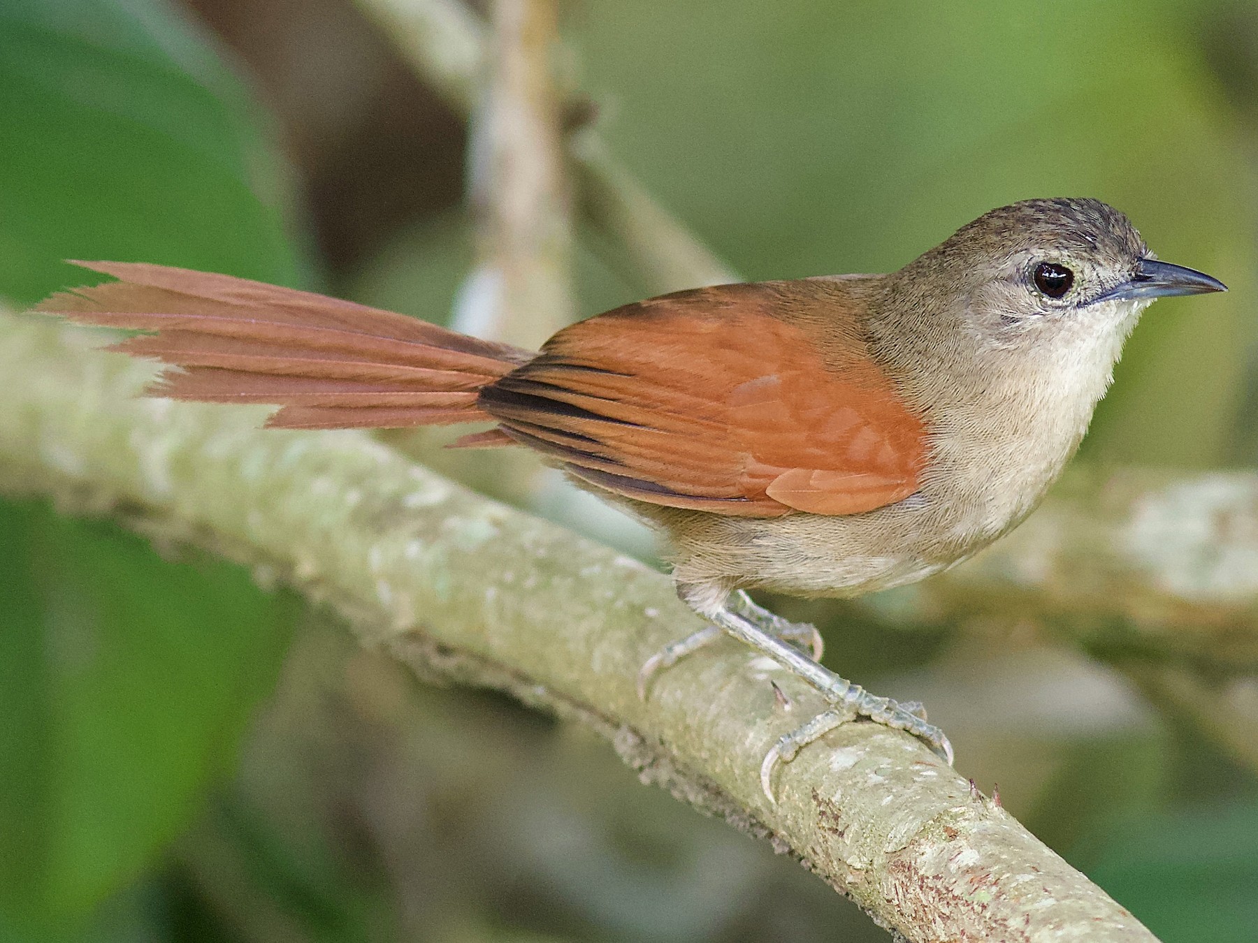 Plain-crowned Spinetail - eBird