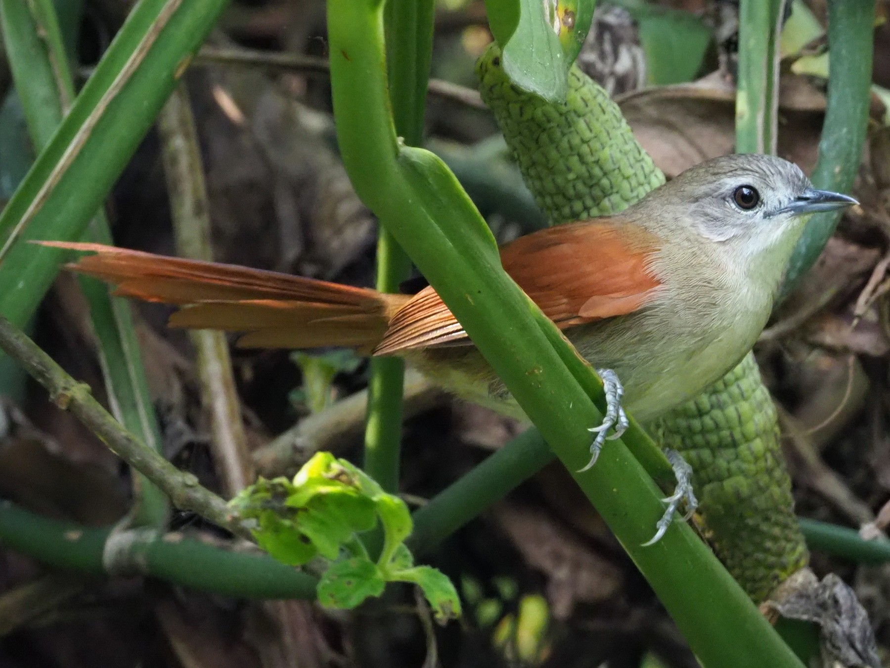 Plain-crowned Spinetail - eBird