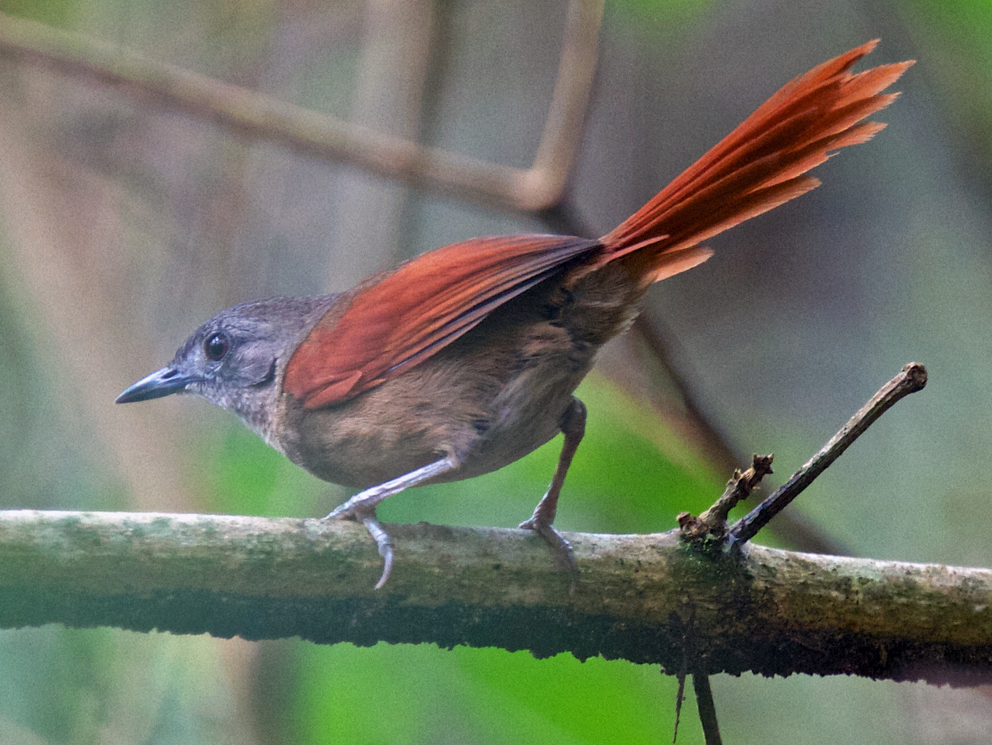 Plain-crowned Spinetail - eBird