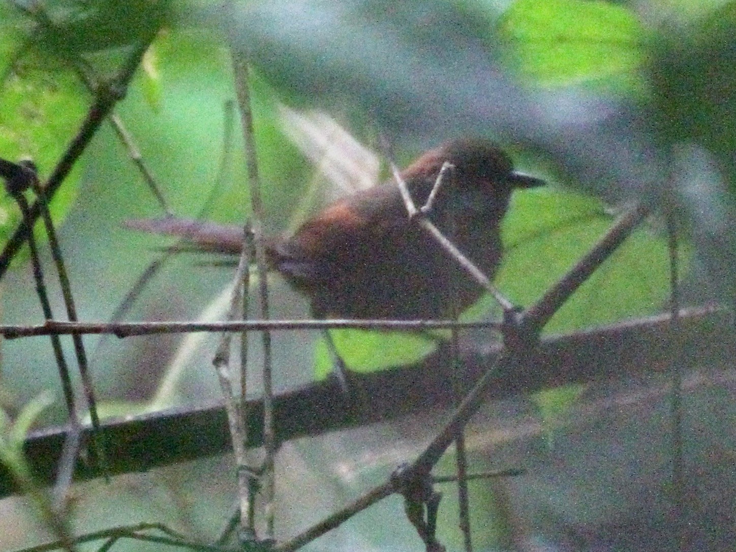 Cabanis's Spinetail - eBird