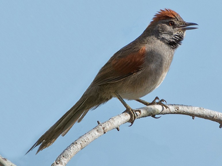 Cinereous-breasted Spinetail - Synallaxis hypospodia - Birds of the World