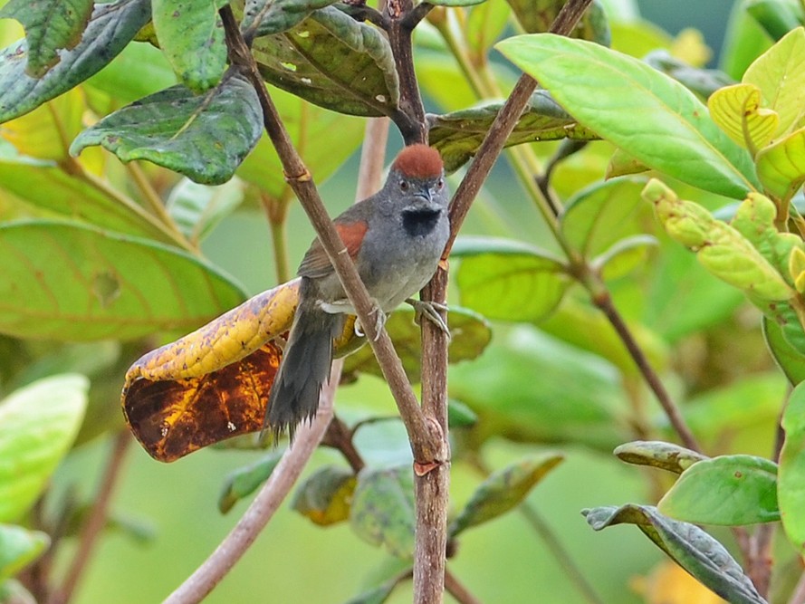 Cinereous-breasted Spinetail - eBird