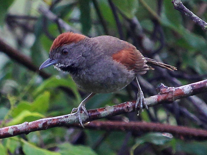 Cinereous-breasted Spinetail - eBird
