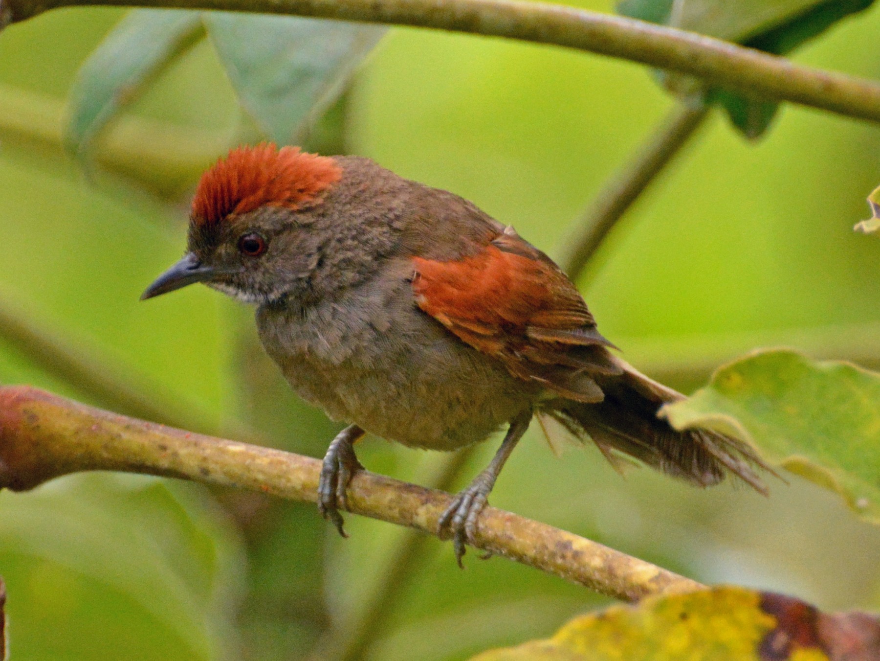Cinereous-breasted Spinetail - eBird