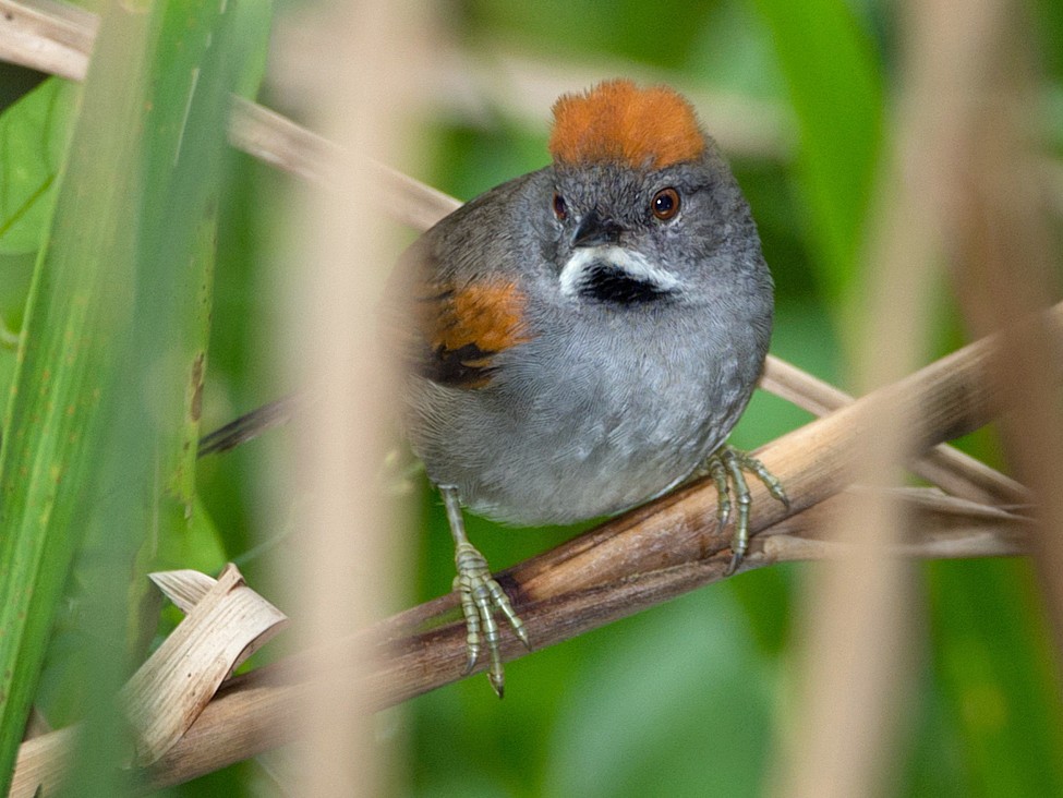 Dark-breasted Spinetail - eBird