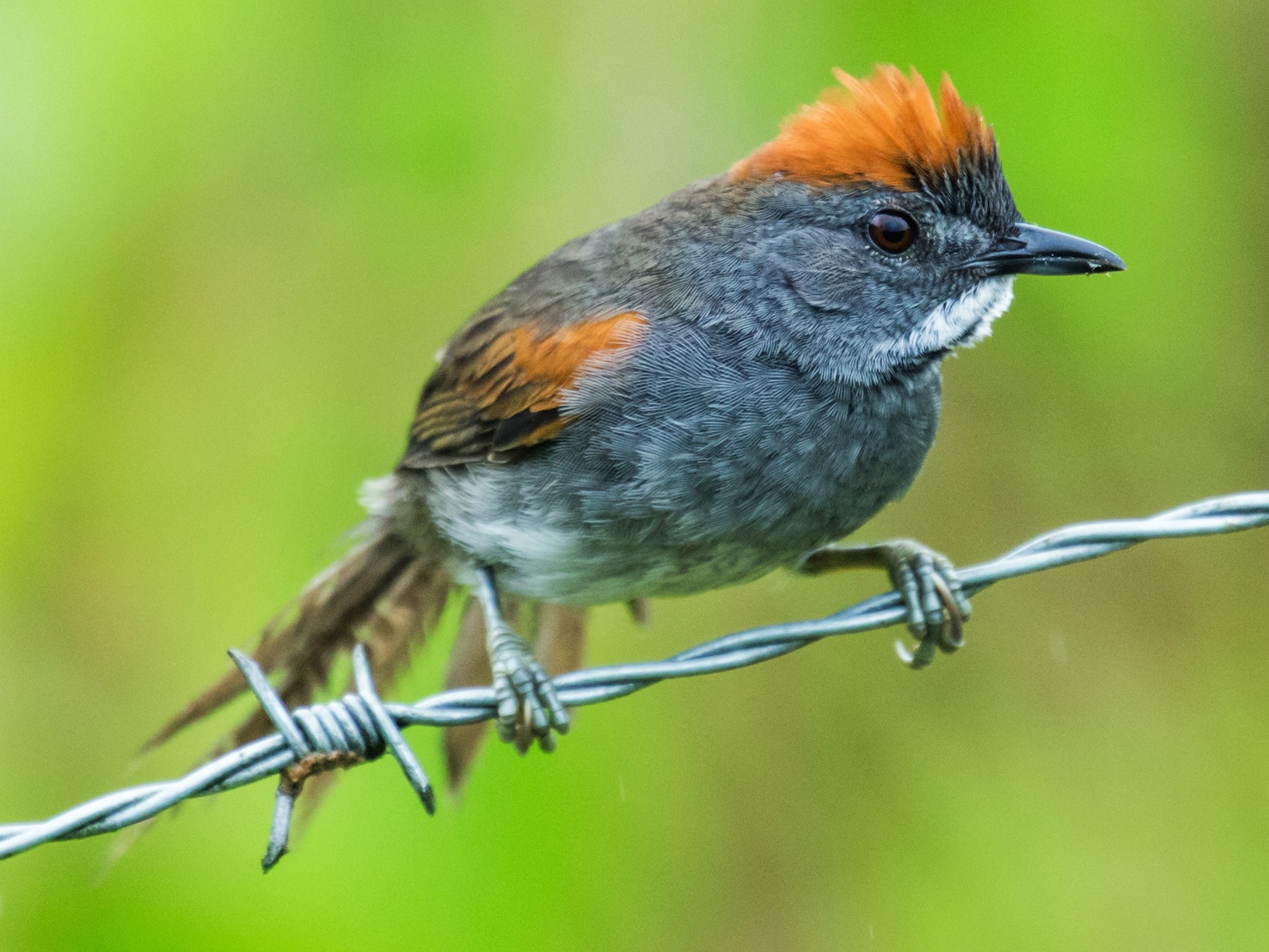 Dark-breasted Spinetail - eBird