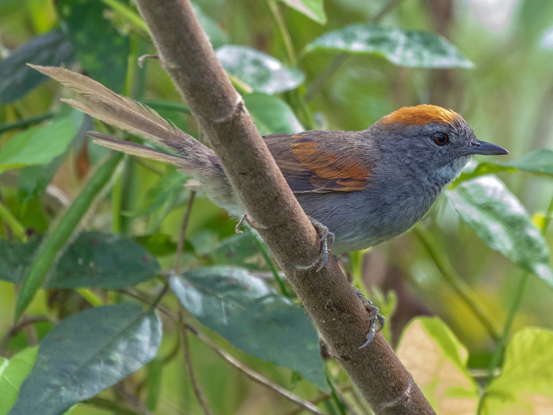 Dark-breasted Spinetail - eBird