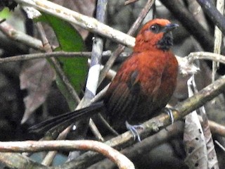 Ruddy Spinetail - eBird