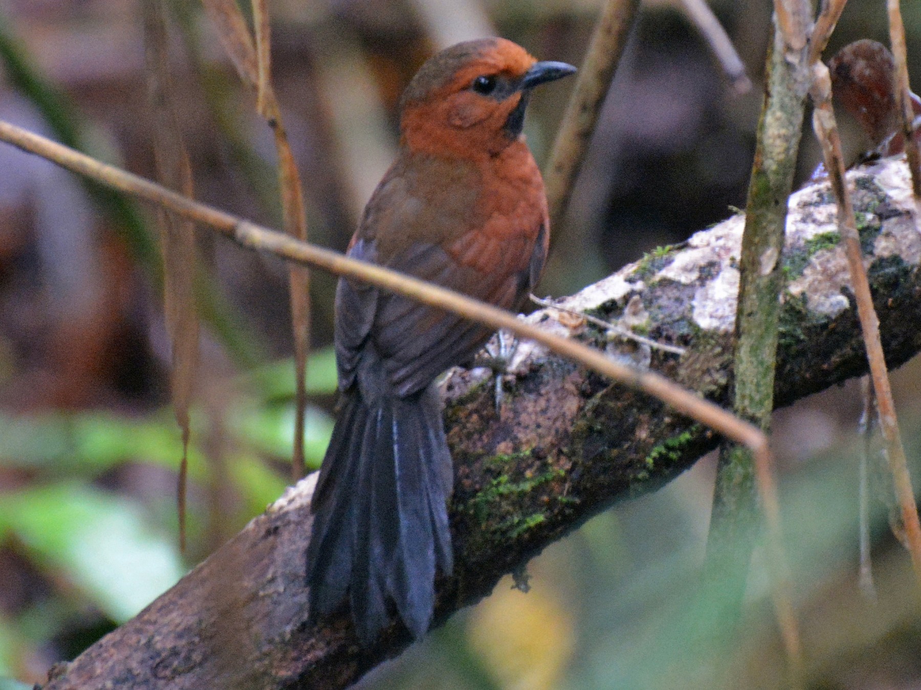 Ruddy Spinetail - eBird