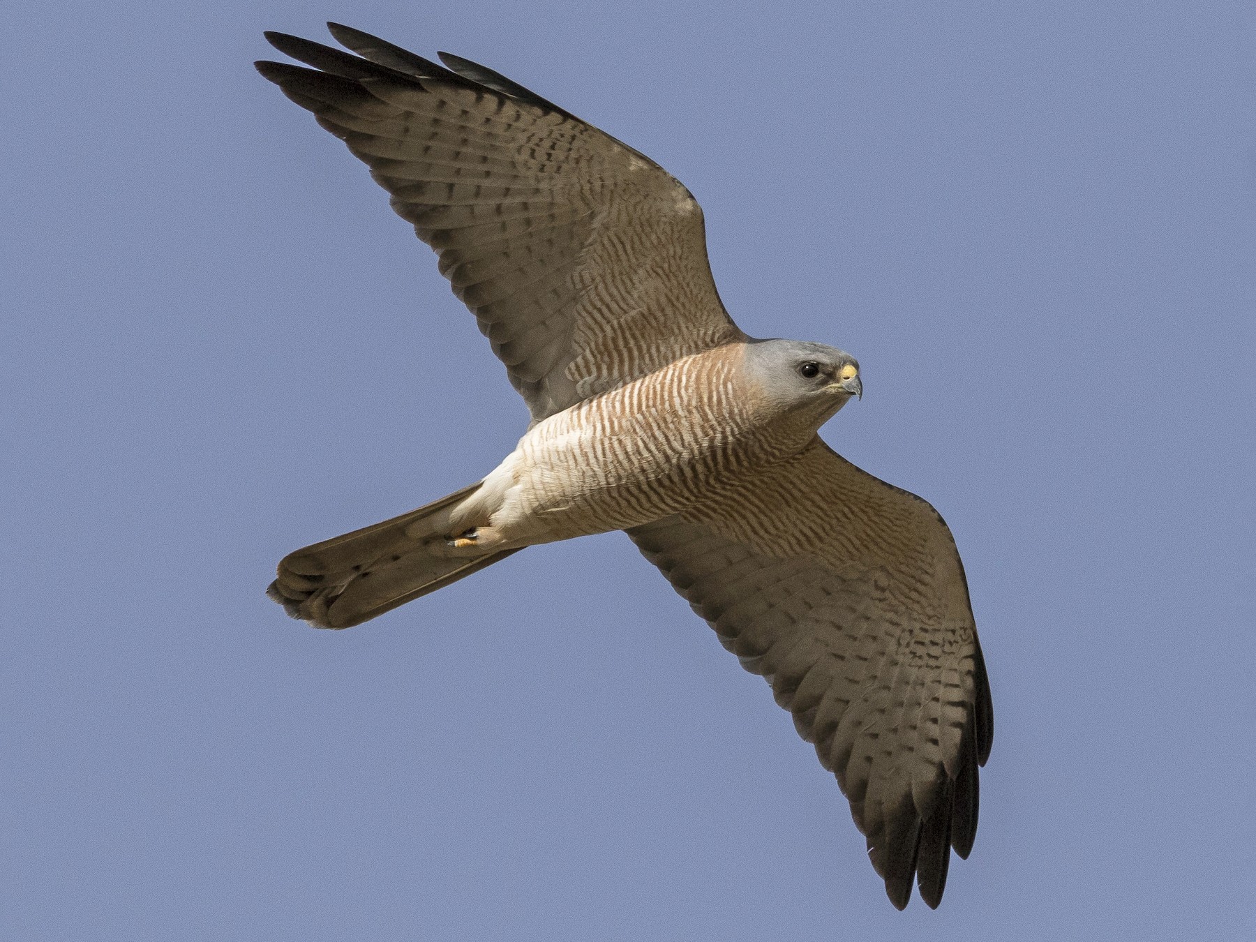 kratkoprsti kobac - eBird