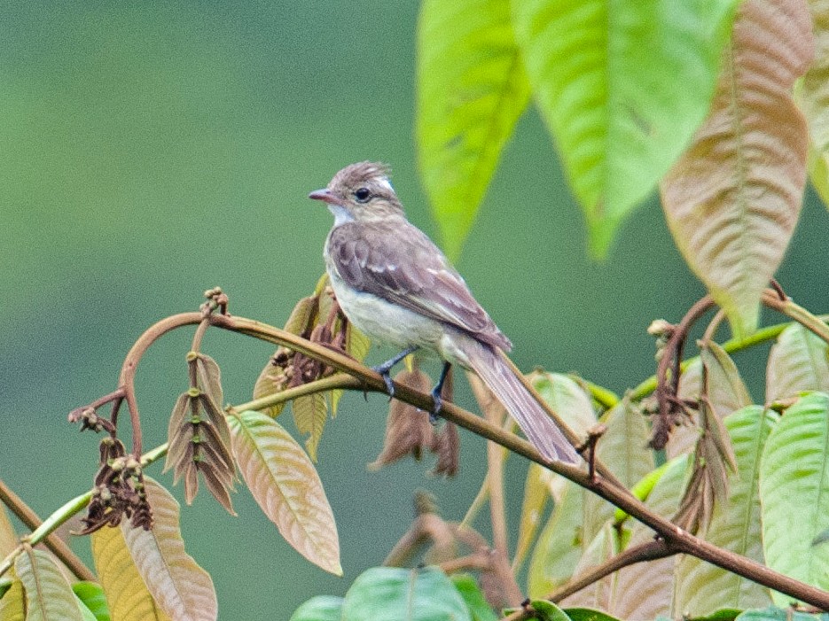 Fiofío Gigante - eBird