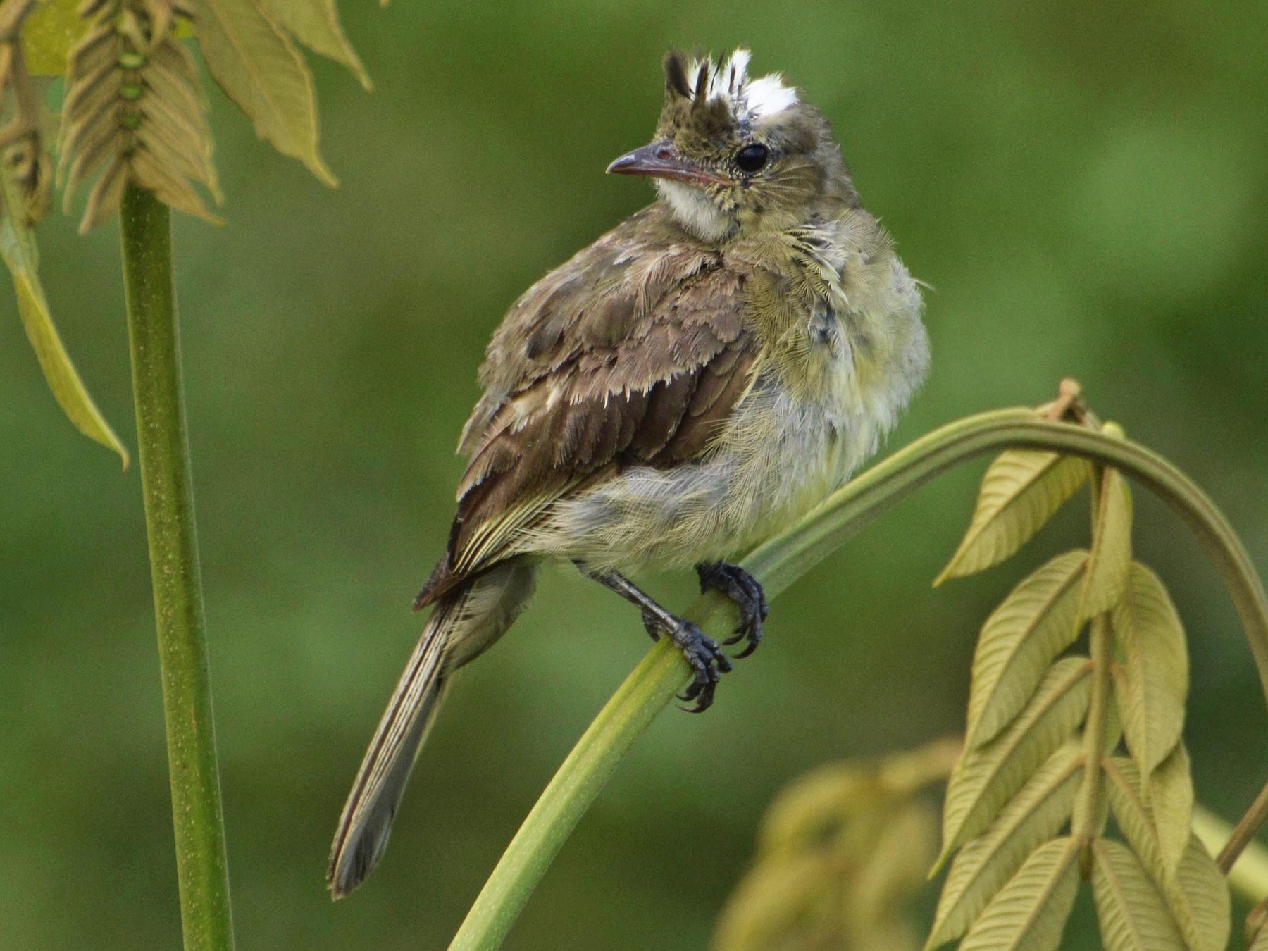 Mottle-backed Elaenia - eBird