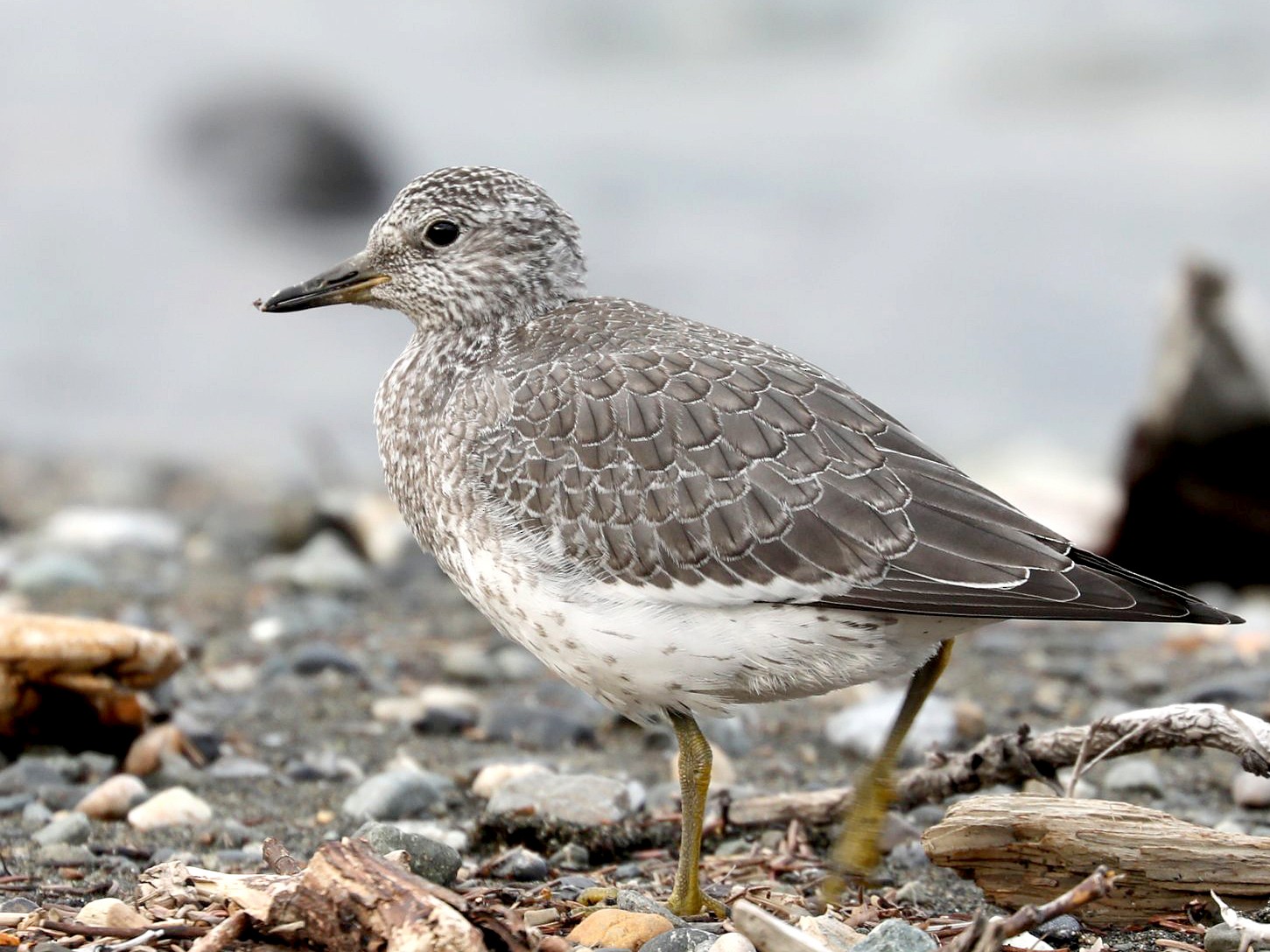 Surfbird - eBird