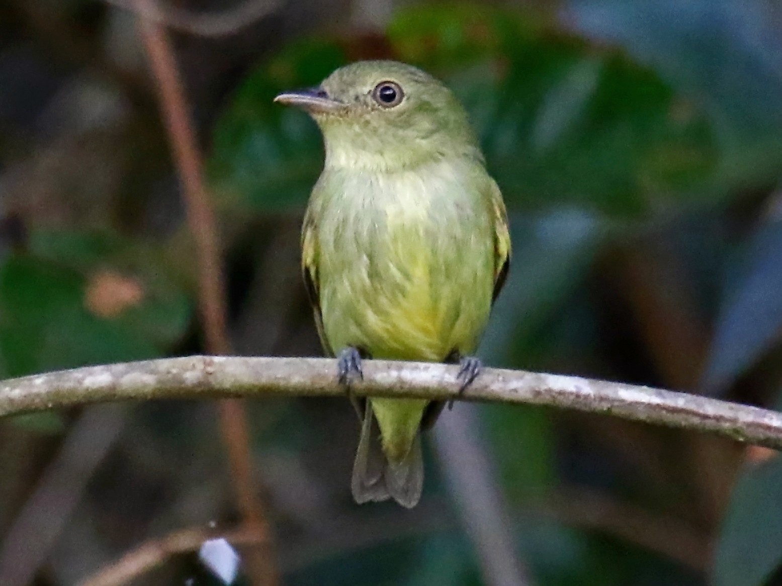 Dwarf Tyrant-Manakin - eBird