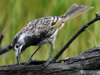 White-fronted Honeyeater - eBird
