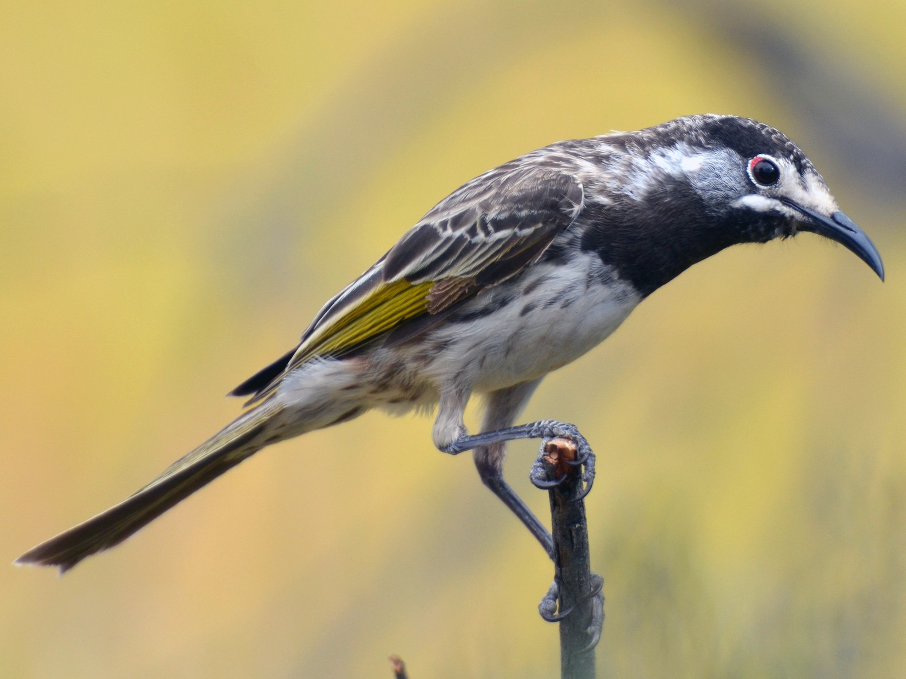 White-fronted Honeyeater - eBird