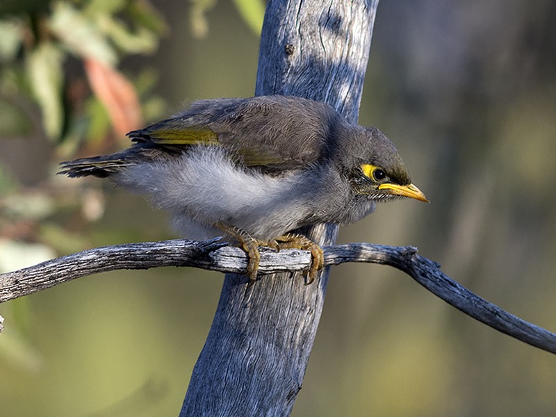 Black-eared Miner - eBird