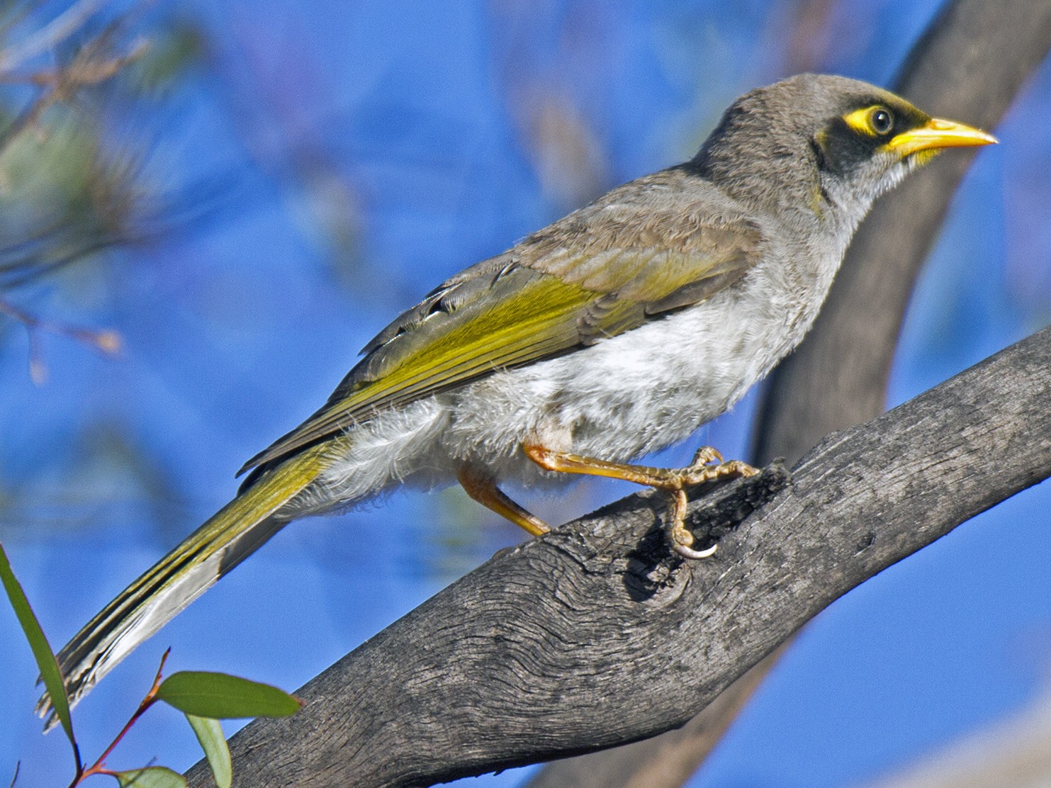 Black-eared Miner - eBird