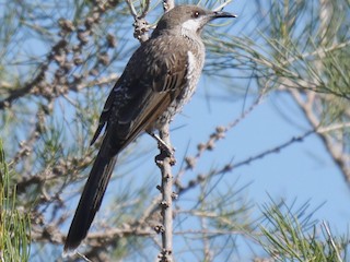 Western Wattlebird - eBird