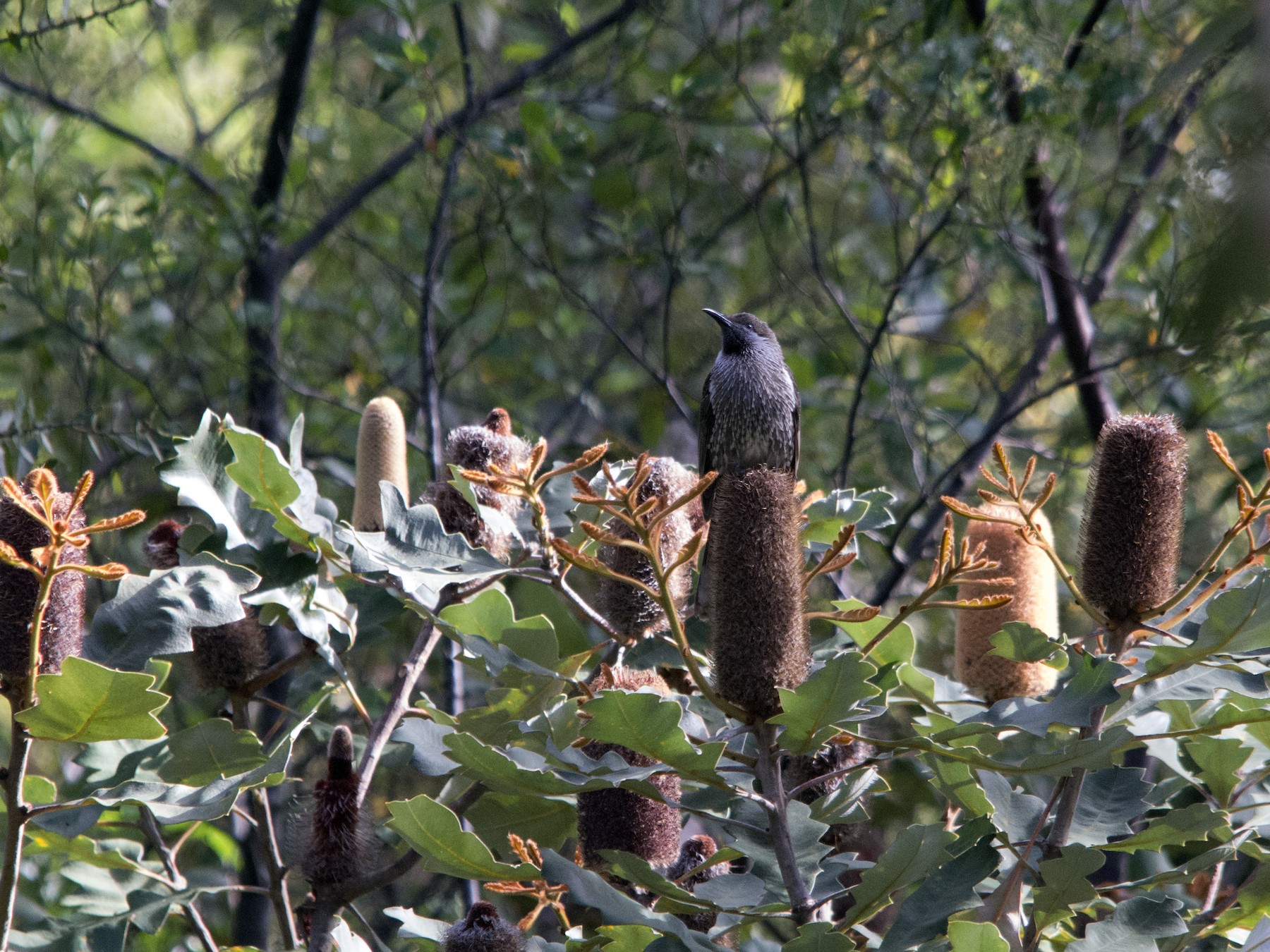 Western Wattlebird - eBird