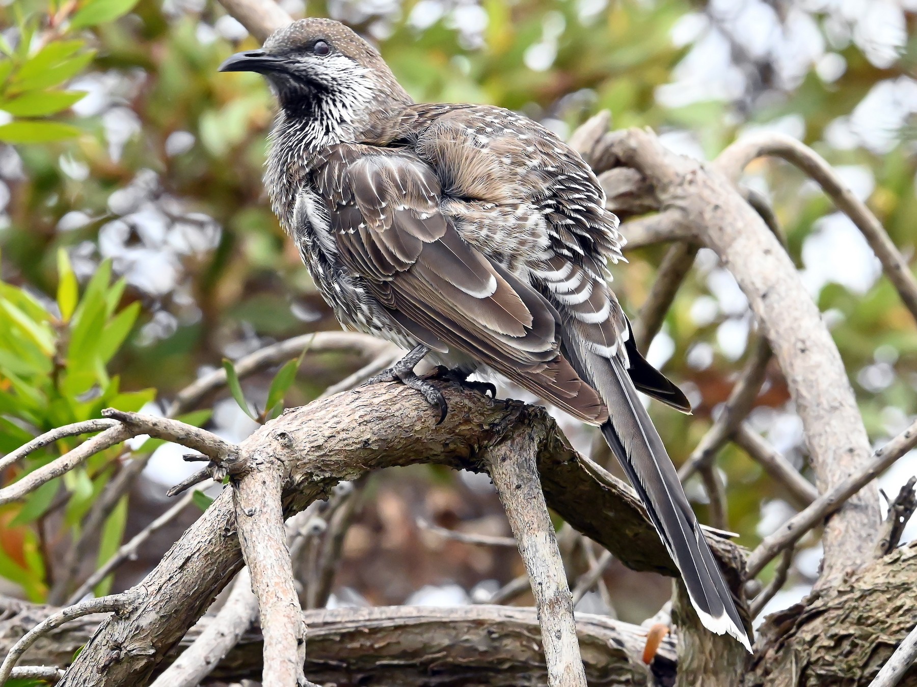 Western Wattlebird - eBird